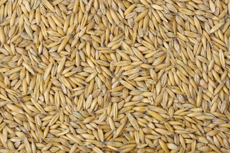 Fakten & Wissenswertes zu Hafer in der Pferdefütterung